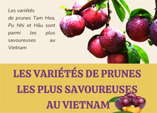 Les variétés de prunes les plus savoureuses au Vietnam