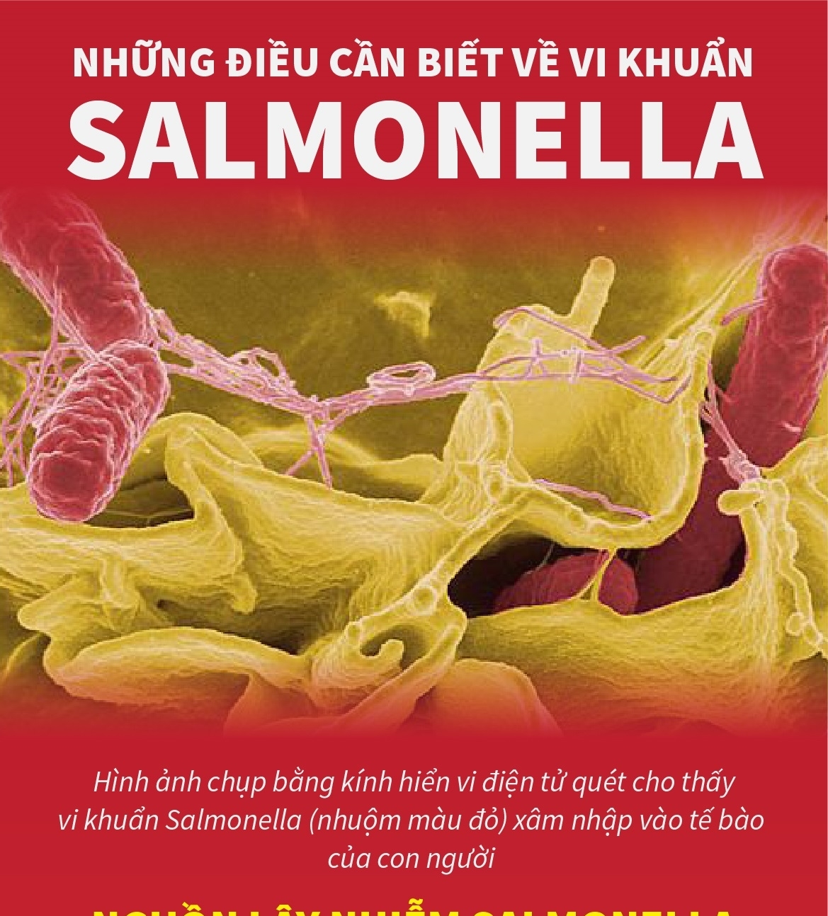Những điều cần biết về vi khuẩn Salmonella