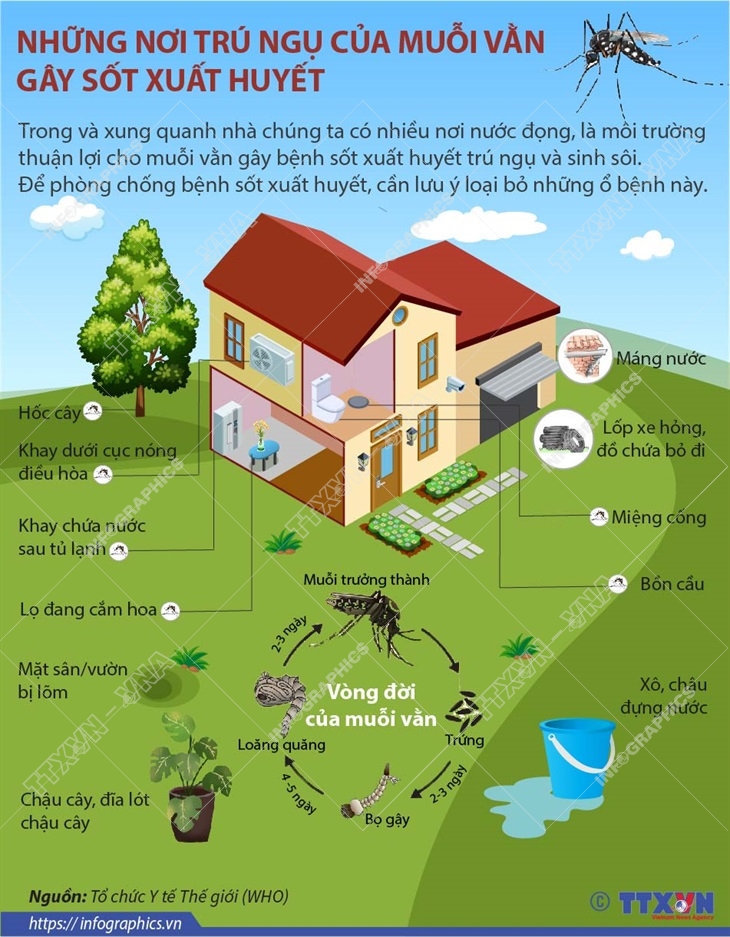 Những nơi trú ngụ của muỗi vằn gây sốt xuất huyết